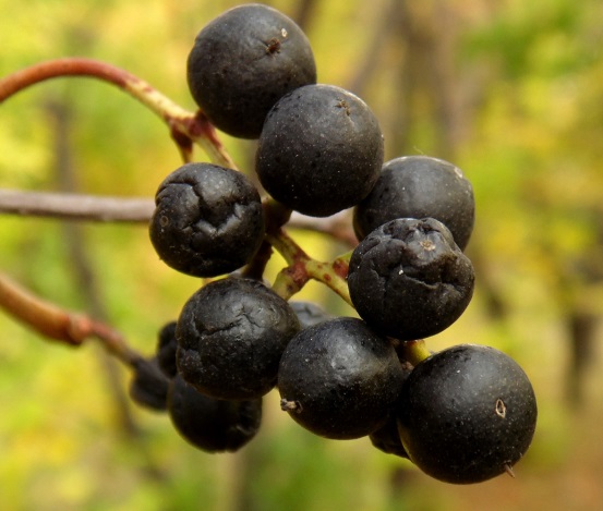 Бархат амурский Phellodendron amurense Rupr.